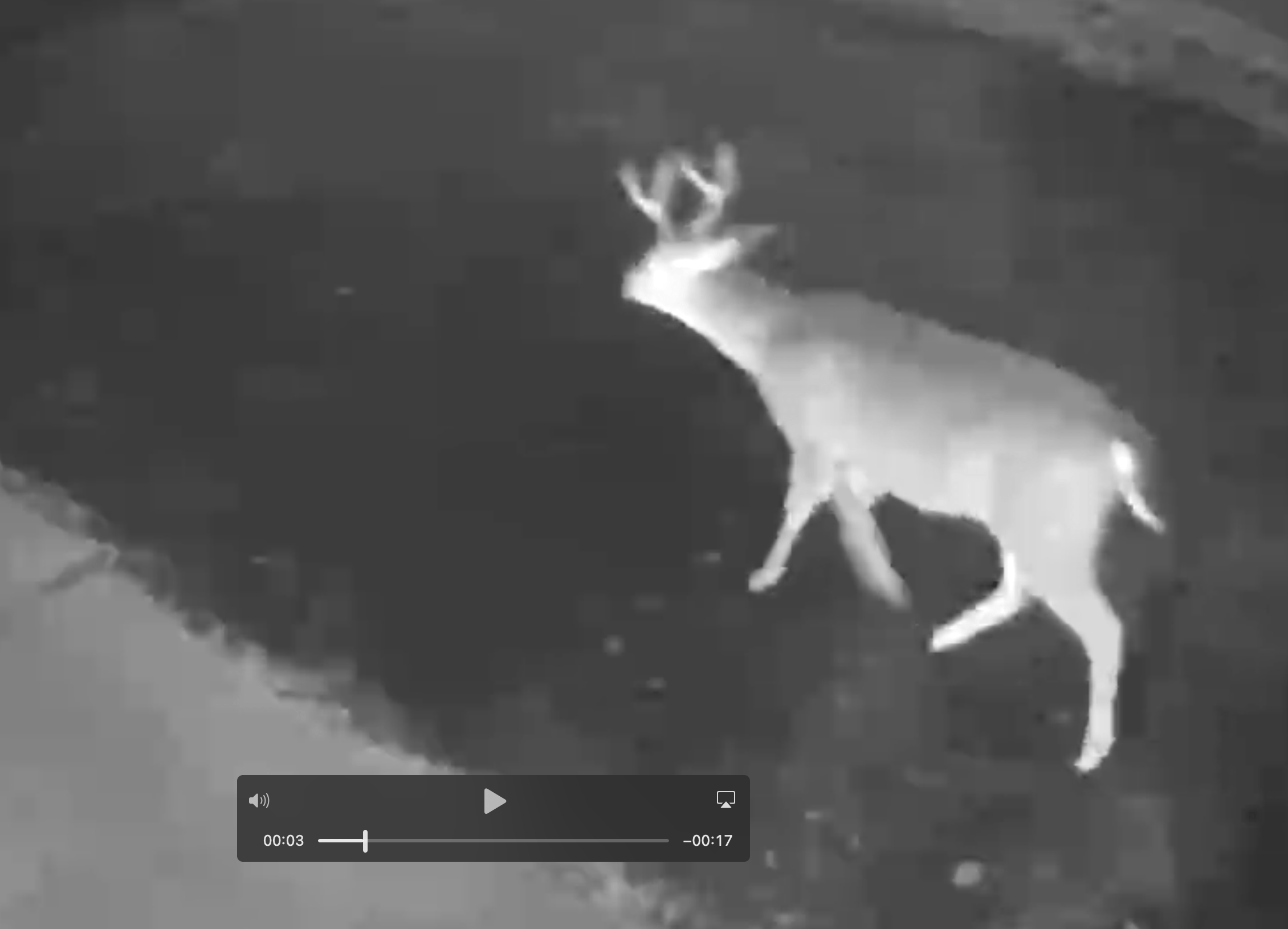 Write: Animals! – Brain Scat