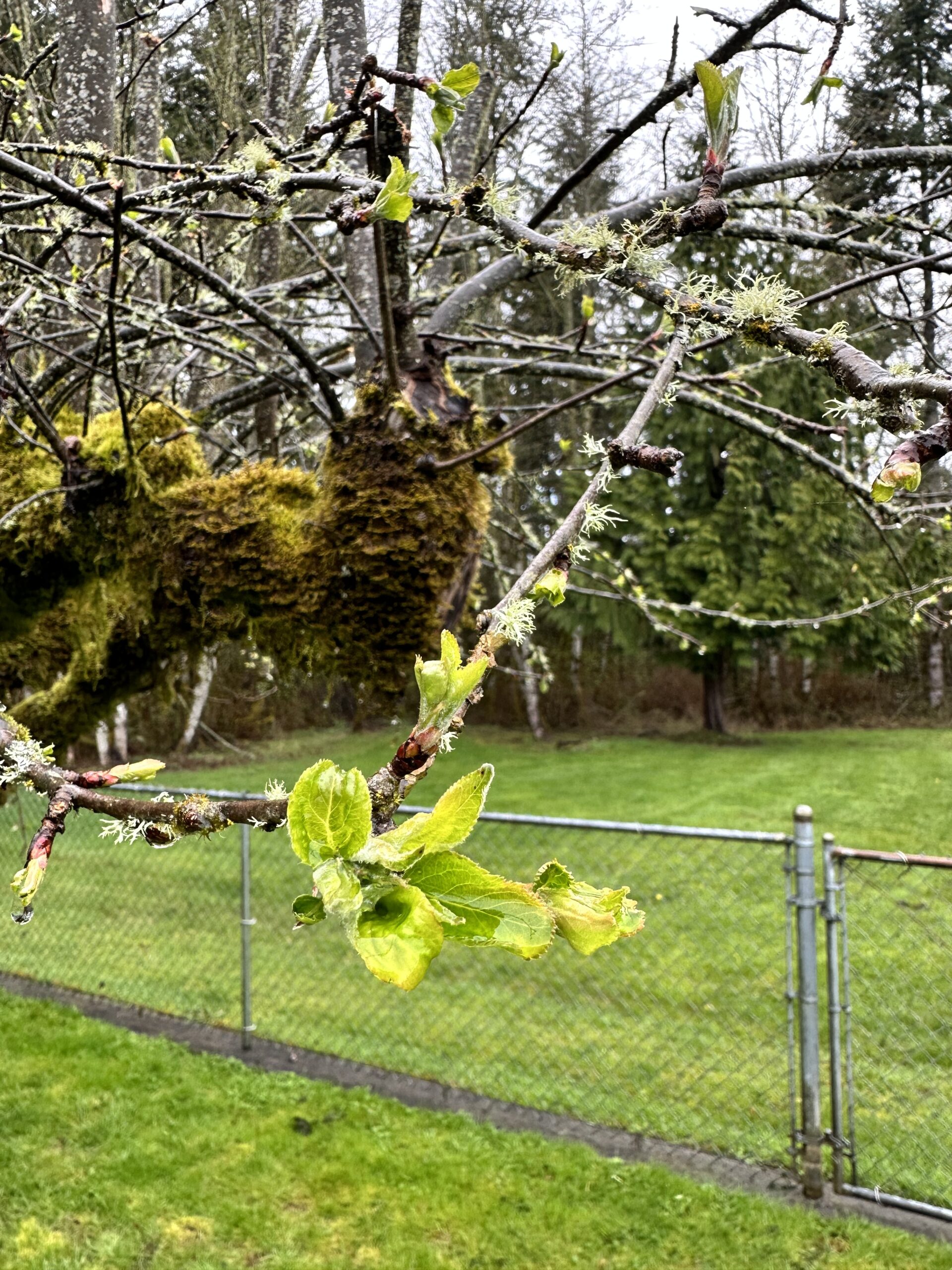 Write: Lazy Sunday – Brain Scat